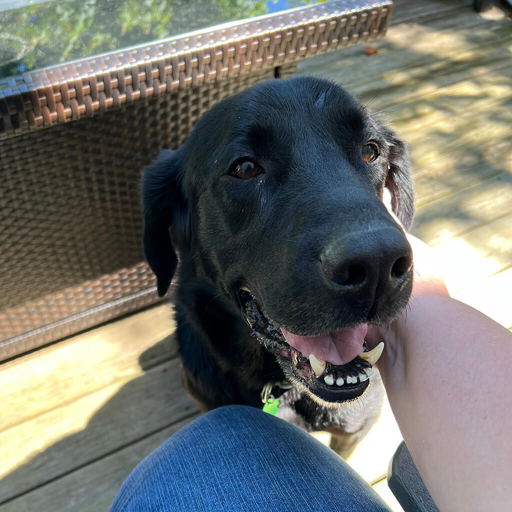 Reba's Animal Rescue. - Adoptable dogs and cats